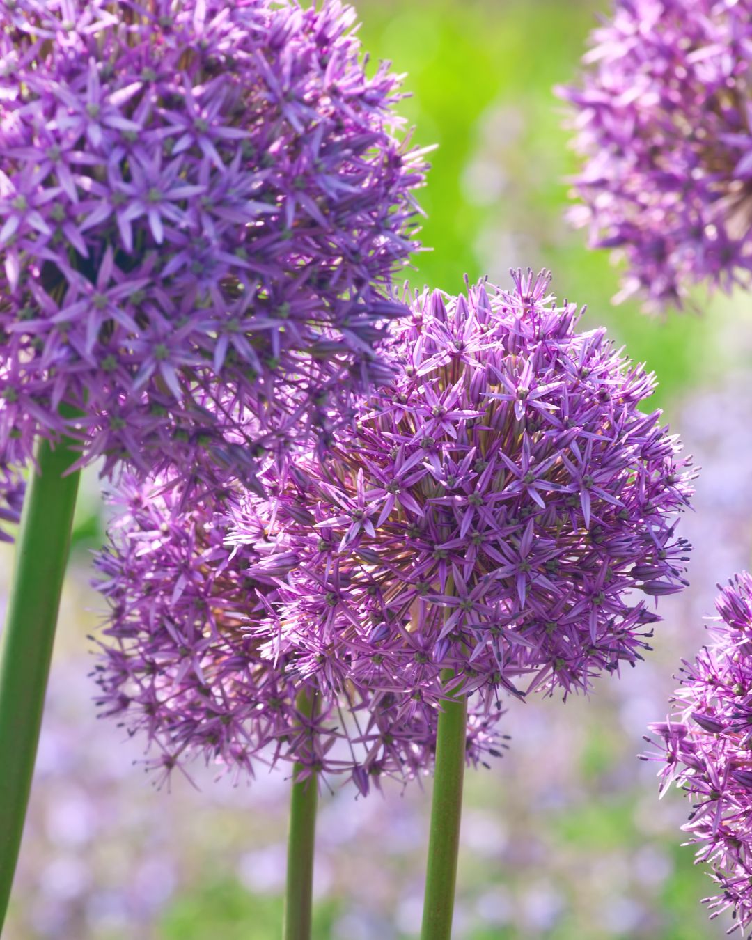 Blooming Beauty: 8 Spring Flowering Bulbs to Transform Your Landscape ...