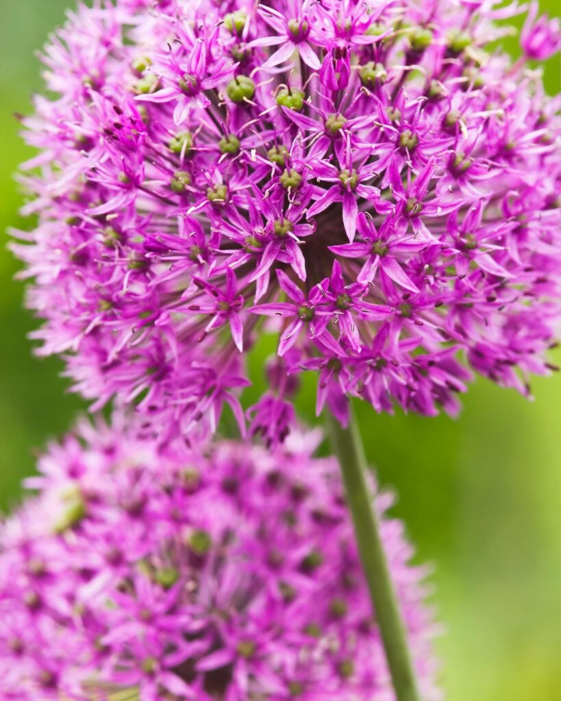 Blooming Beauty: 8 Spring Flowering Bulbs to Transform Your Landscape ...